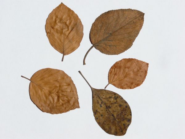 texture 0066 - Texturelib